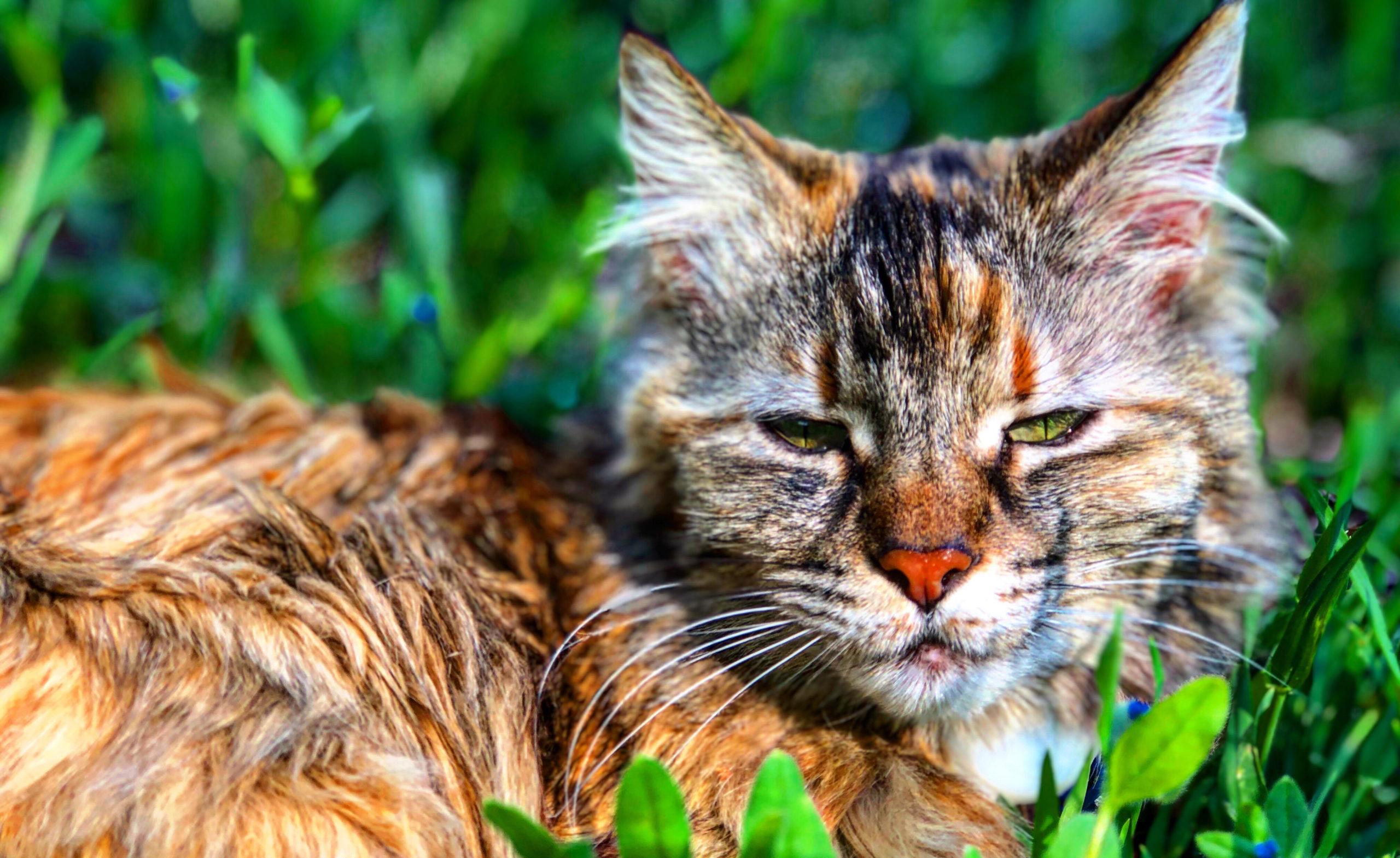 Calendar – Vote & Order | Animal Friends Alliance