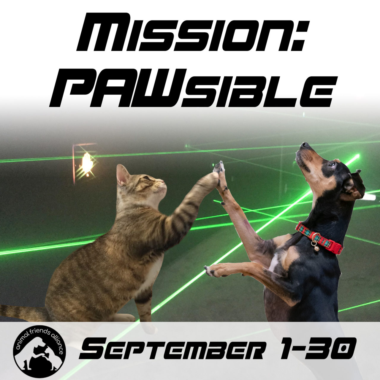 Saving Pets Challenge | Animal Friends Alliance