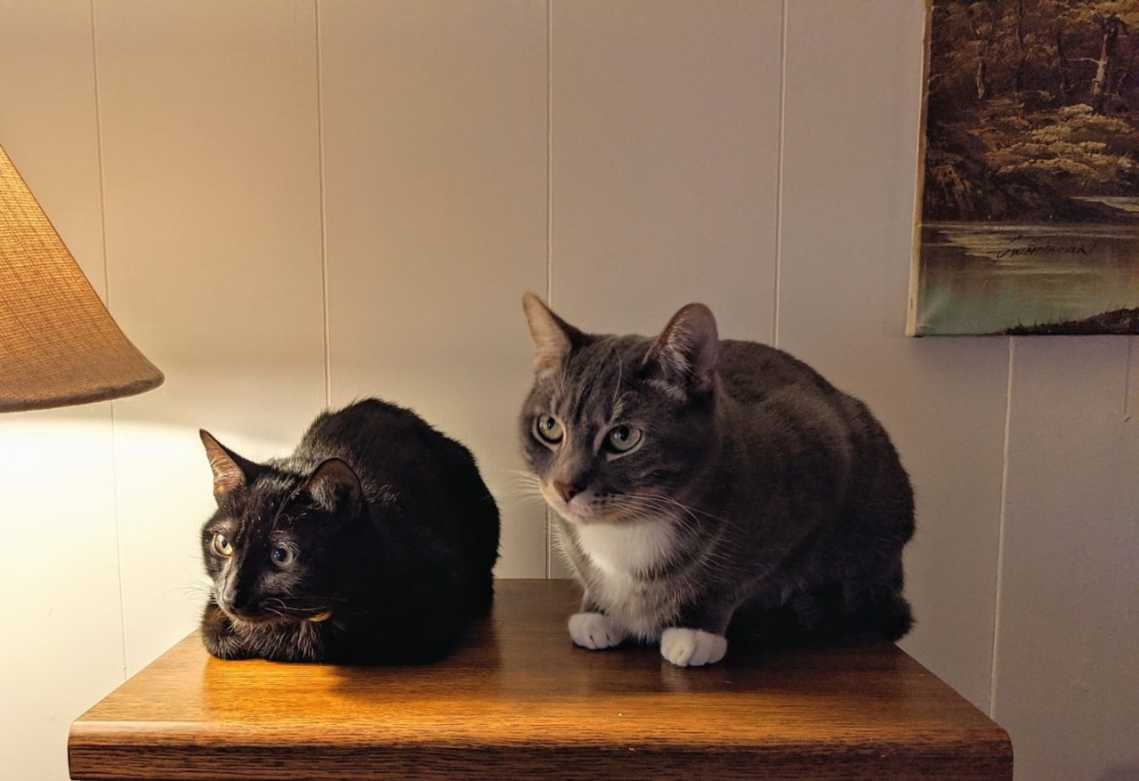 Happy Tails | Animal Friends Alliance